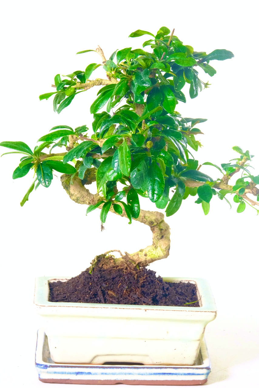 Carmona Bonsai - Delightful Flowering Fukien Tea Tree