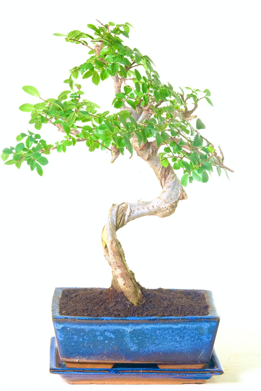Artistic Chinese Elm Indoor Bonsai with Shari - Literati Style