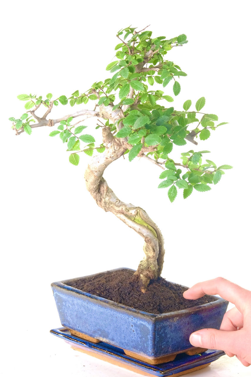 Artistic Chinese Elm Indoor Bonsai with Shari - Literati Style