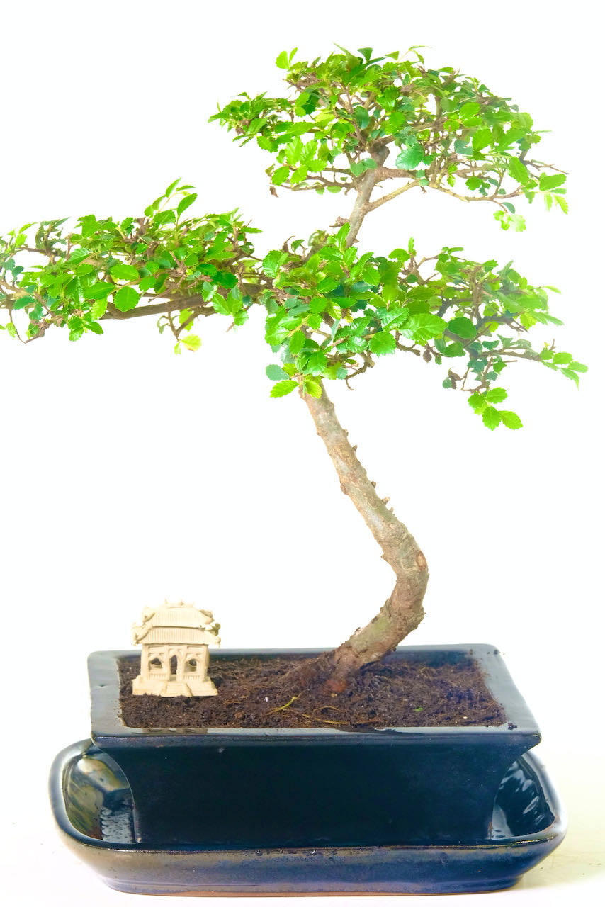 Elm Bonsai Tree with Shapely Structure - Beginners Friendly!