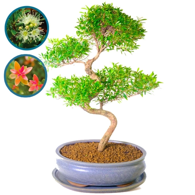 Bonsai Trees for Sale | Order Your Bonsai Tree from Bonsai Direct