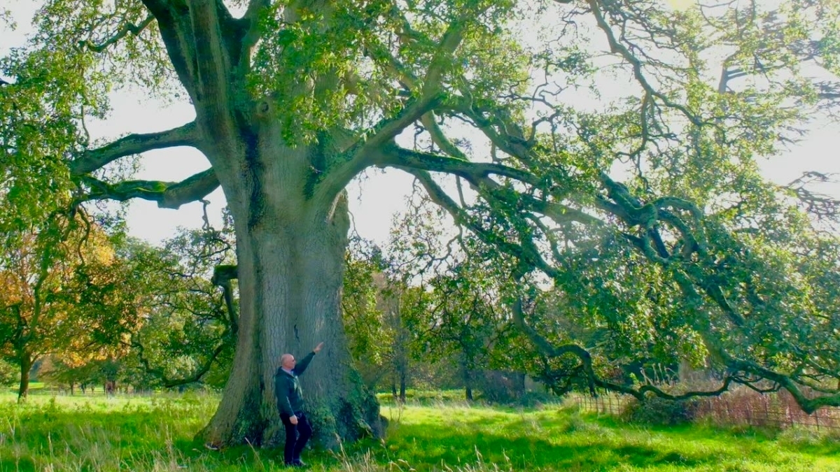 English Oak Bonsai Tree | Watch Lloyd Pruning this 60yr Specimen