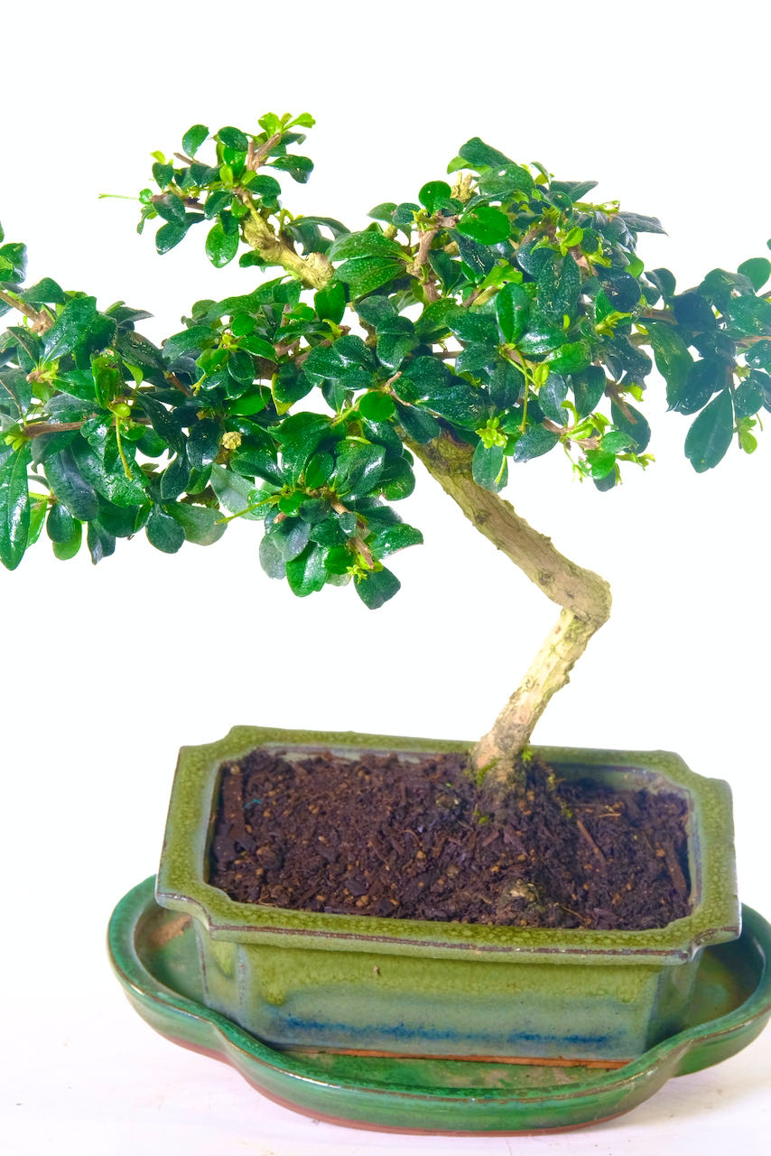 Fukien Tea Tree Flowering Indoor Bonsai - Gently Twisting Trunk