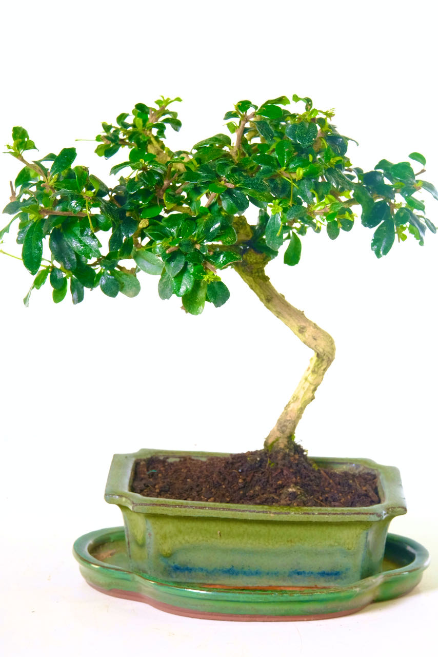 Fukien Tea Tree Flowering Indoor Bonsai - Gently Twisting Trunk