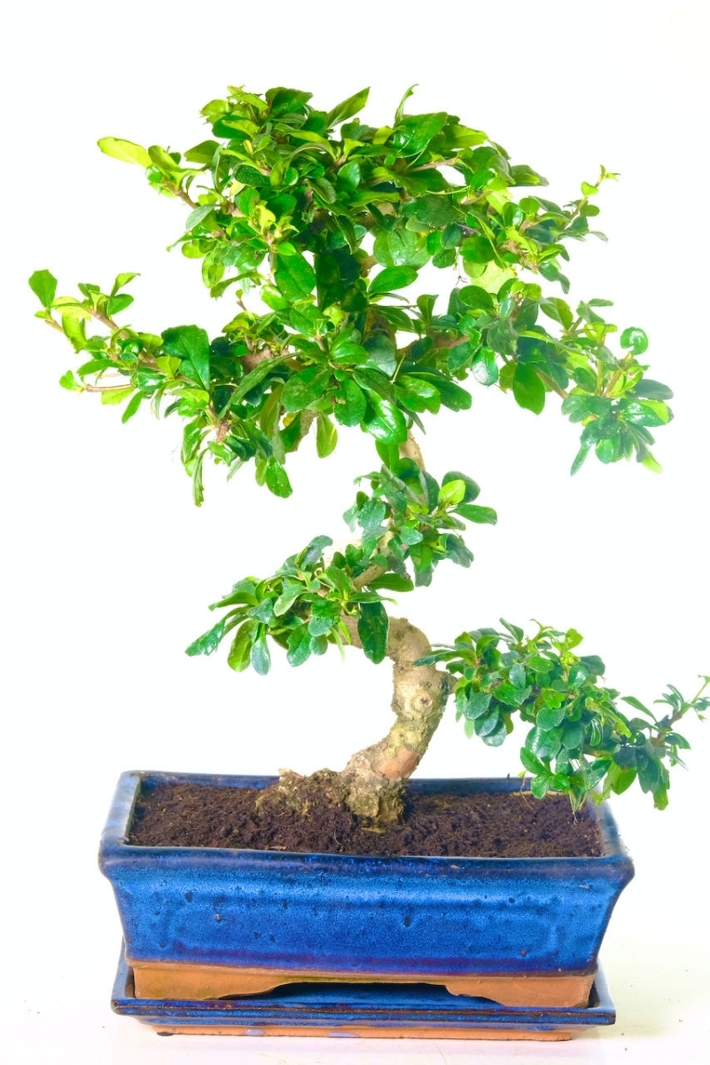 Indoor Bonsai Trees, Vast Range & Free Delivery!