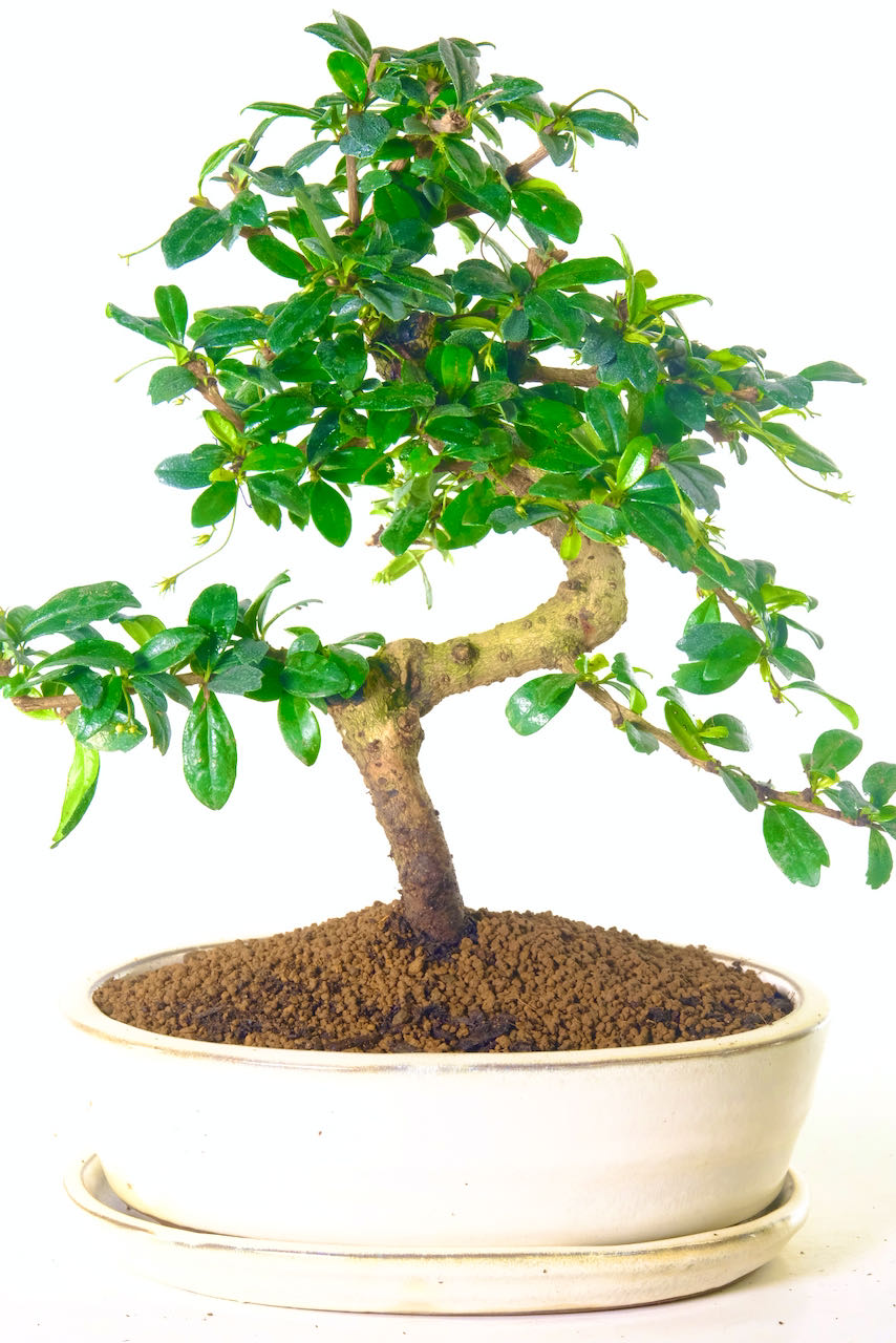 Phenomenal S-Shaped Fukien Tea Tree Bonsai Tree for Sale