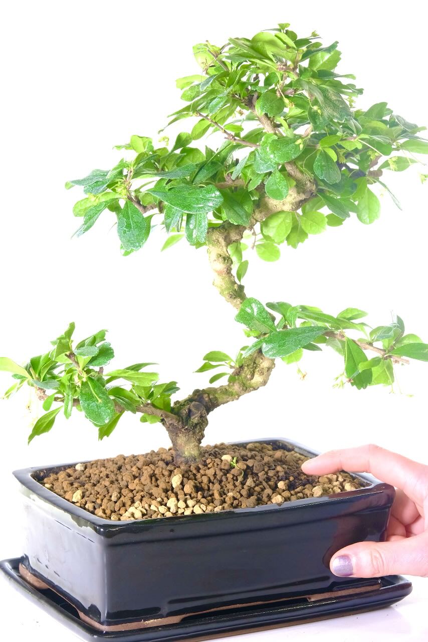 Flowering Bonsai - Evergreen Fukien Tea Tree