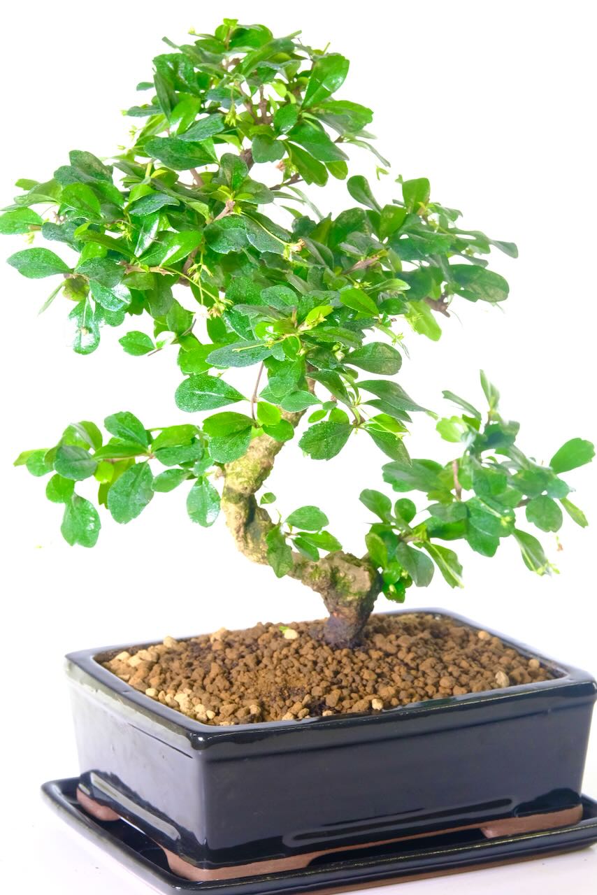 Flowering Bonsai - Evergreen Fukien Tea Tree
