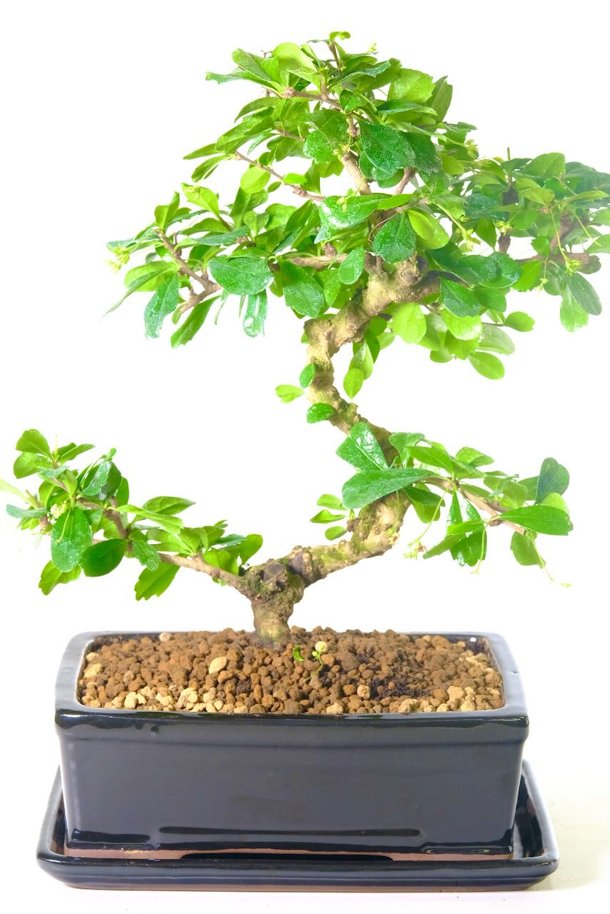 Flowering Bonsai - Evergreen Fukien Tea Tree