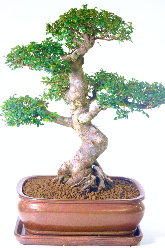 Woodland Bonsai - 35 year old Specimen Chinese Elm Bonsai