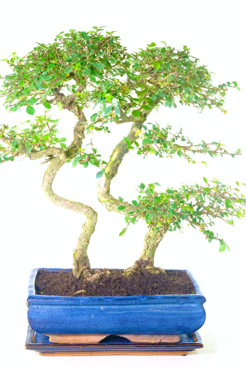Trees Dallas Chinese Elm Bonsai Tree – S-Trunk Style In Blue Ceramic ...