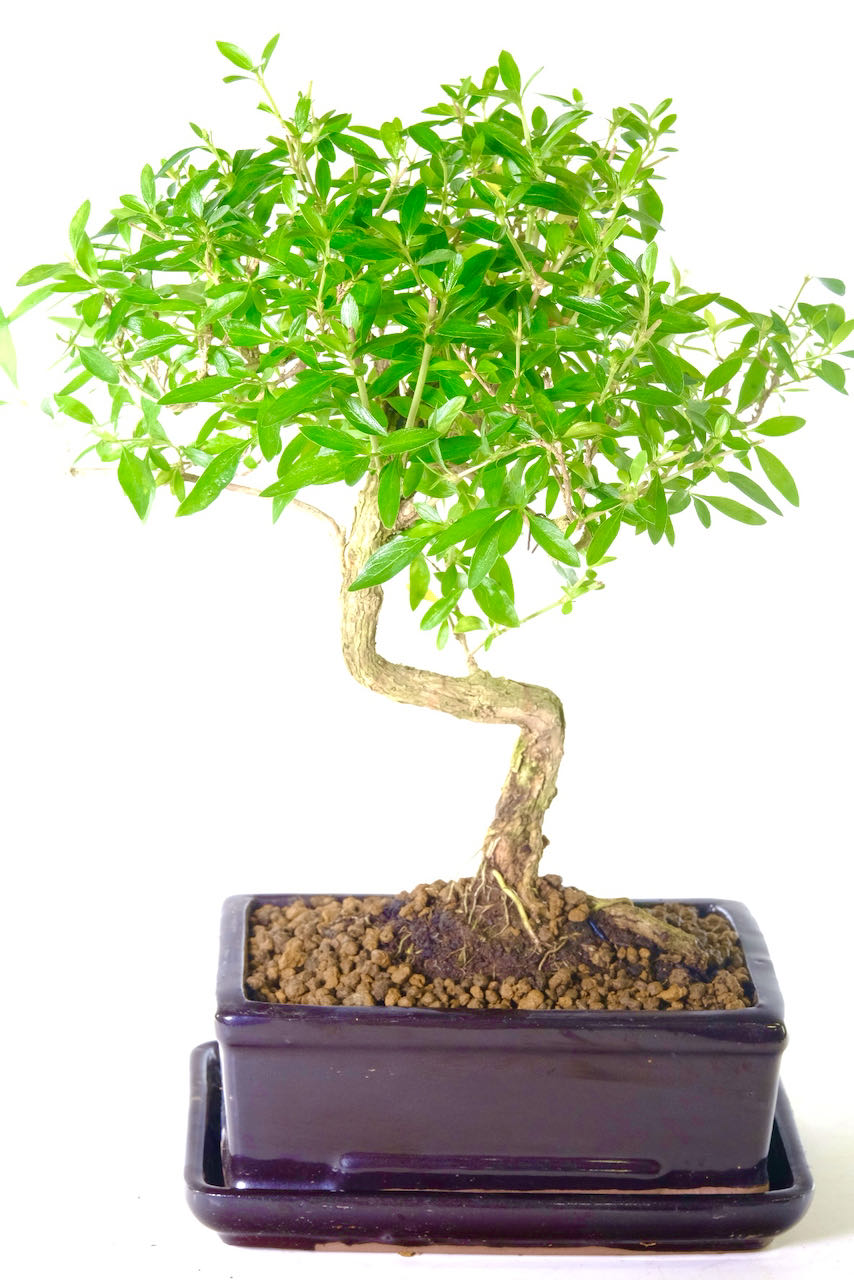 Adorable Snowrose Bonsai | Indoor Flowering Serissa Foetida Tree