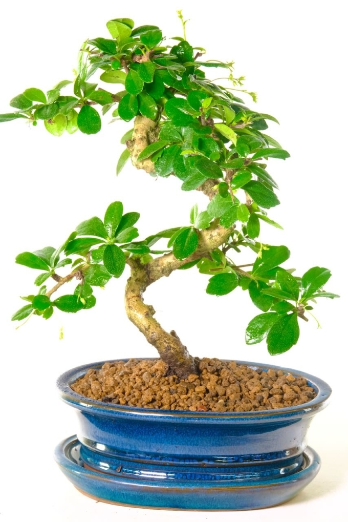 Fukien Tea Tree Bonsai: 10 Year Old Flowering Beauty for Indoors