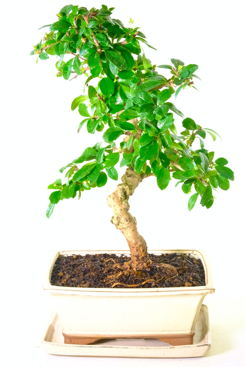 Aesthetically Pleasing Larger Flowering Indoor Tea Tree Bonsai