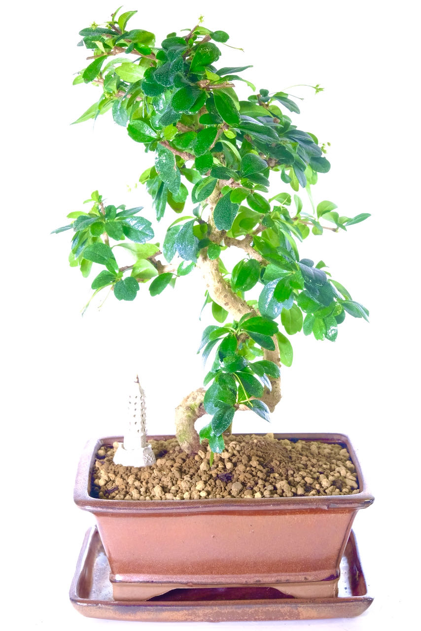Fukien Tea Tree | Supreme Quality Flowering Bonsai