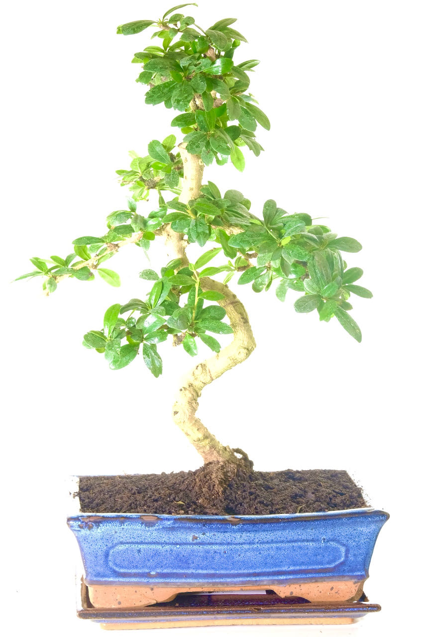Aesthetically Pleasing Large Flowering Indoor Tea Tree Bonsai