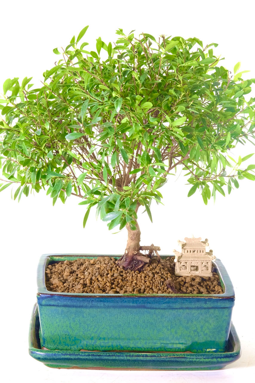 Myrtle Bonsai Tree | Woodland-Style Fruiting & Flowering Beauty