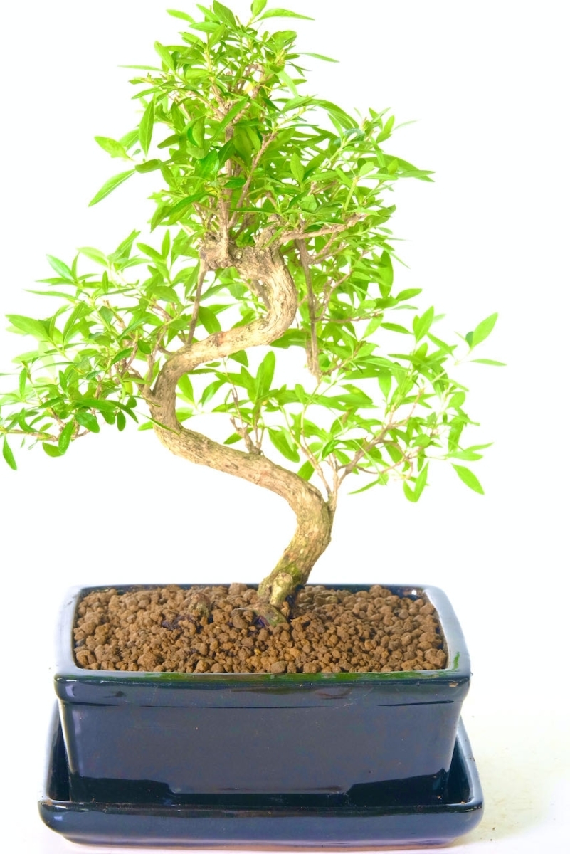 Serissa Bonsai Tree - Tree of a Thousand Stars Indoor Bonsai