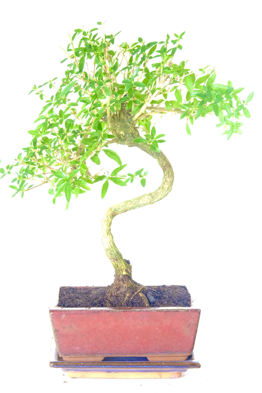 Serissa Bonsai tree | Flowering Bonsai - Sensational Shaping