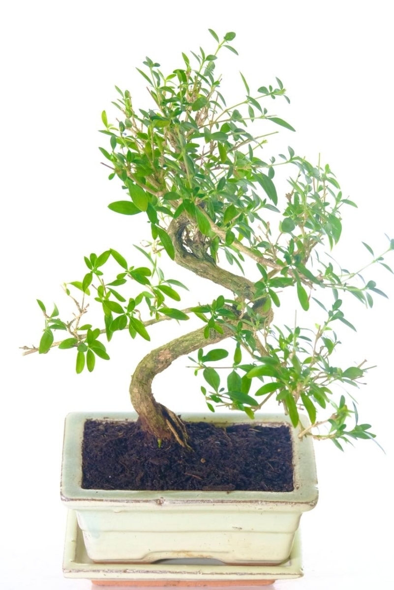 Serissa Bonsai Tree - Tree of a Thousand Stars Indoor Bonsai