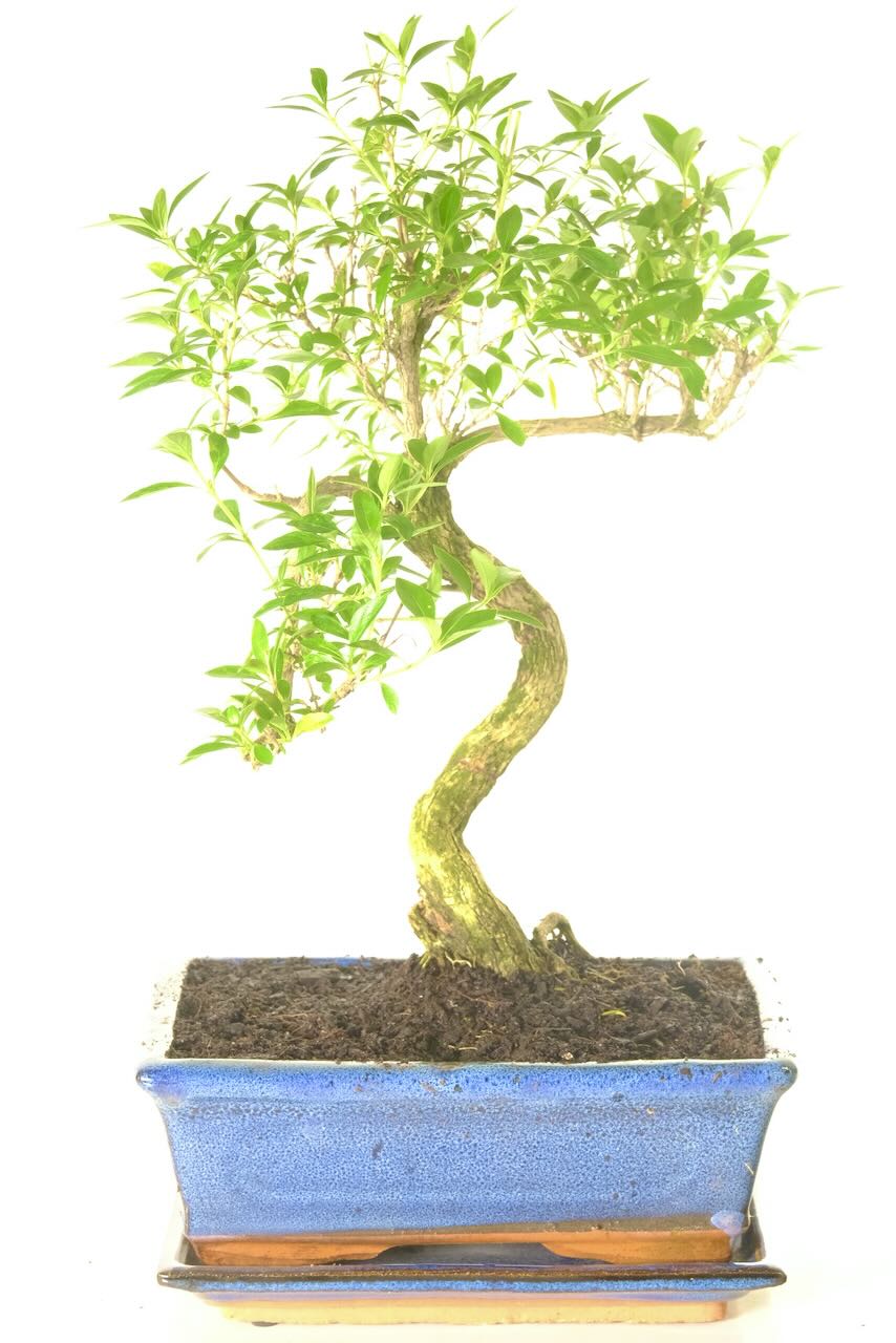 Bonsai for Sale | Flowering Tree of a Thousand Stars Bonsai UK