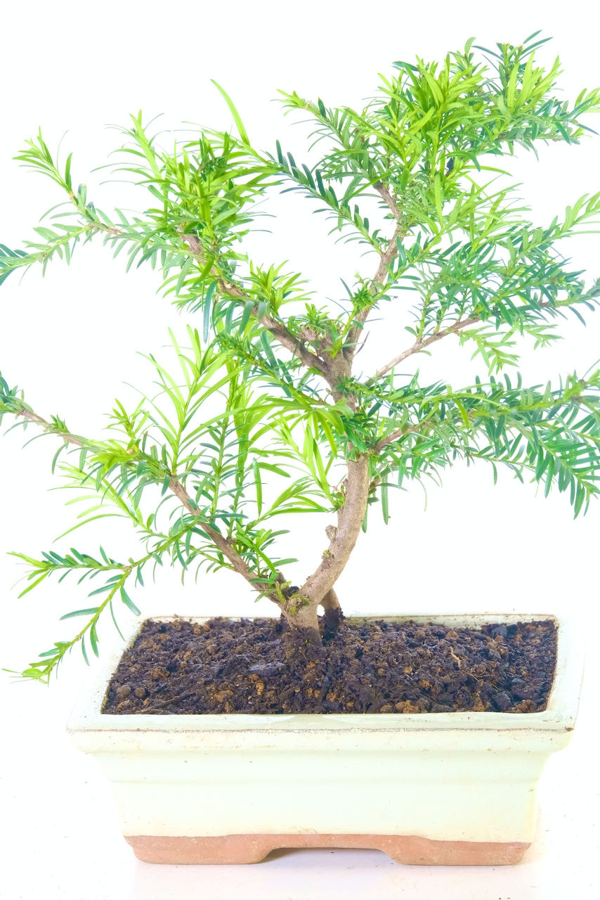 Yew bonsai (Taxus media) potted in cream pot. Special Offer