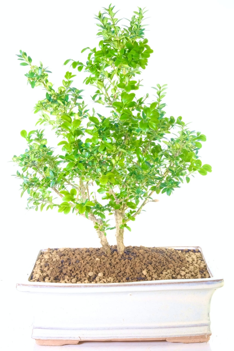 Our Range of Outdoor Bonsai Trees for Sale from Bonsai Direct
