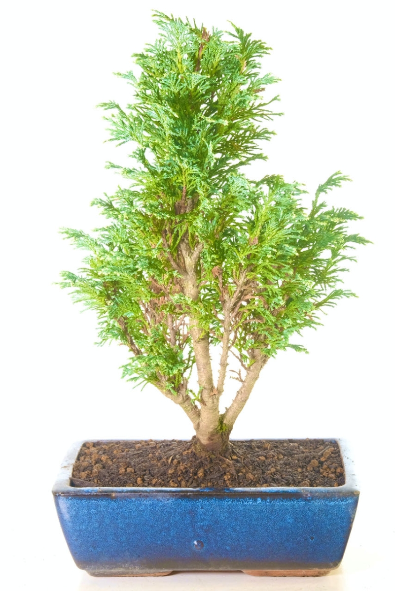 Our Range of Outdoor Bonsai Trees for Sale from Bonsai Direct