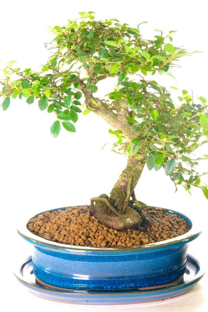 Best Beginners Bonsai - Chinese Elm Bonsai Tree | Artistic Roots