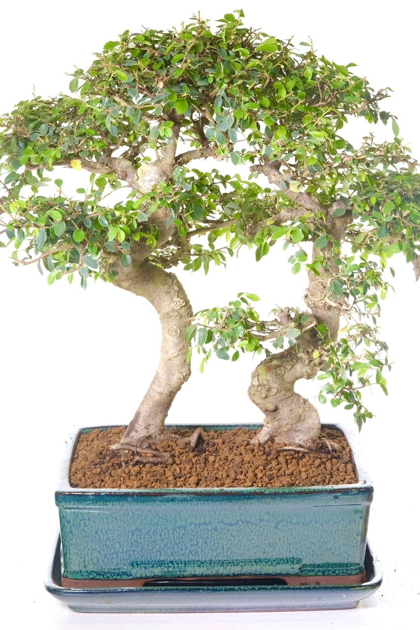 Trees Dallas Chinese Elm Bonsai Tree – S-Trunk Style In Blue Ceramic ...