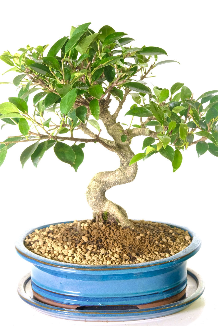 Ficus Retusa Bonsai - An Indoor Delight with Silver Striations UK