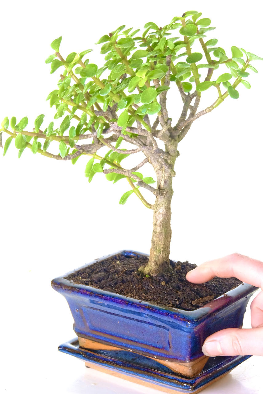 Money Tree Bonsai in Classic Blue Pot - Tree of Luck & Prosperity