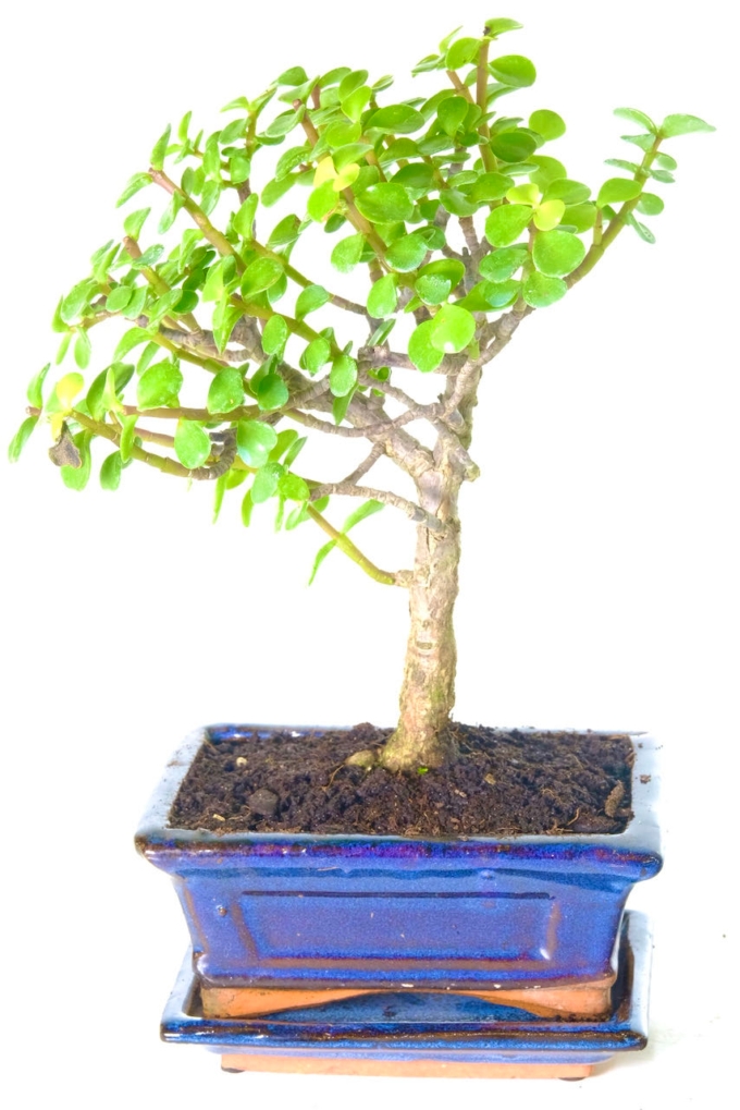 Money Tree Bonsai in Classic Blue Pot - Tree of Luck & Prosperity