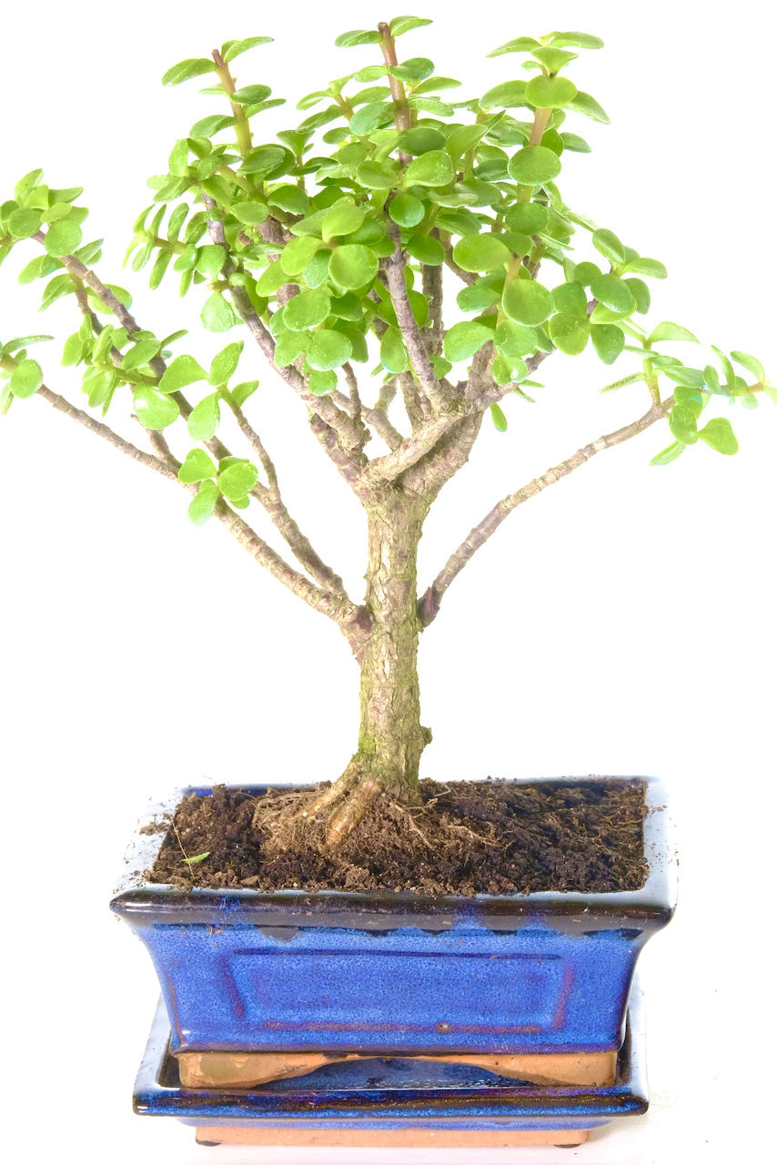 Lucky Jade (Money Tree) Bonsai with Glossy Gem-Shaped Leaves