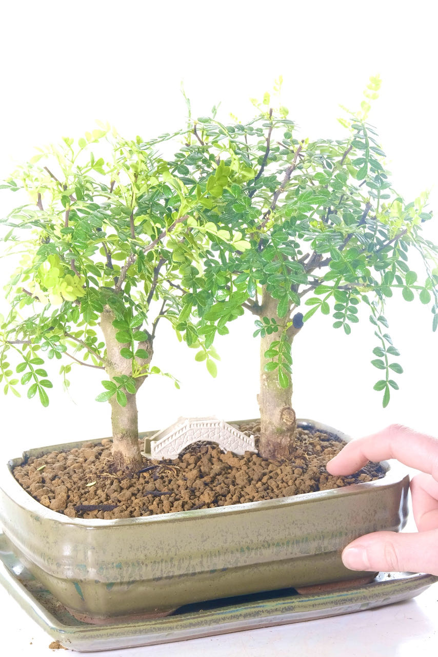 Zesty Pepper Bonsai Tree with Fresh Foliage & Bridge of Unity