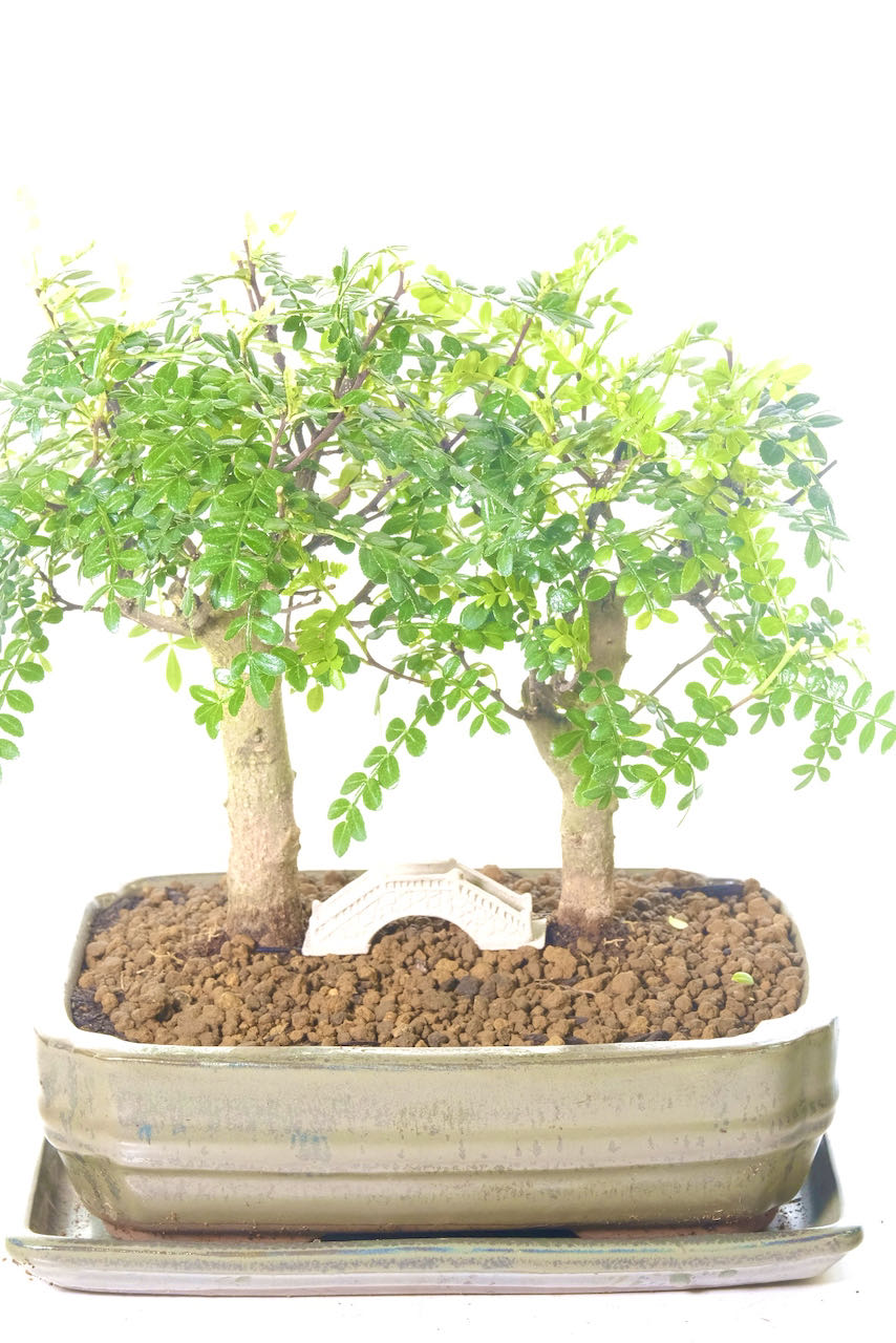Zesty Pepper Bonsai Tree with Fresh Foliage & Bridge of Unity