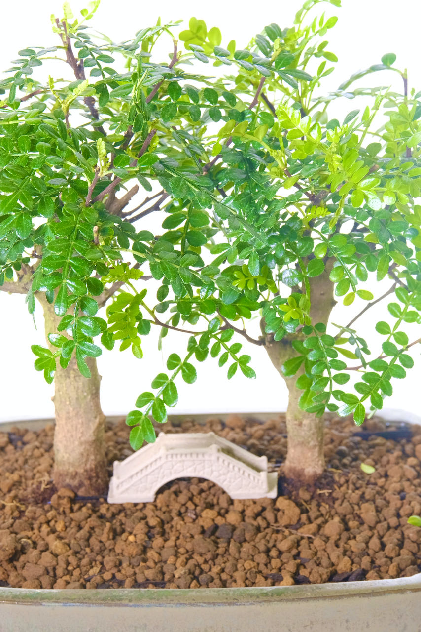 Zesty Pepper Bonsai Tree with Fresh Foliage & Bridge of Unity