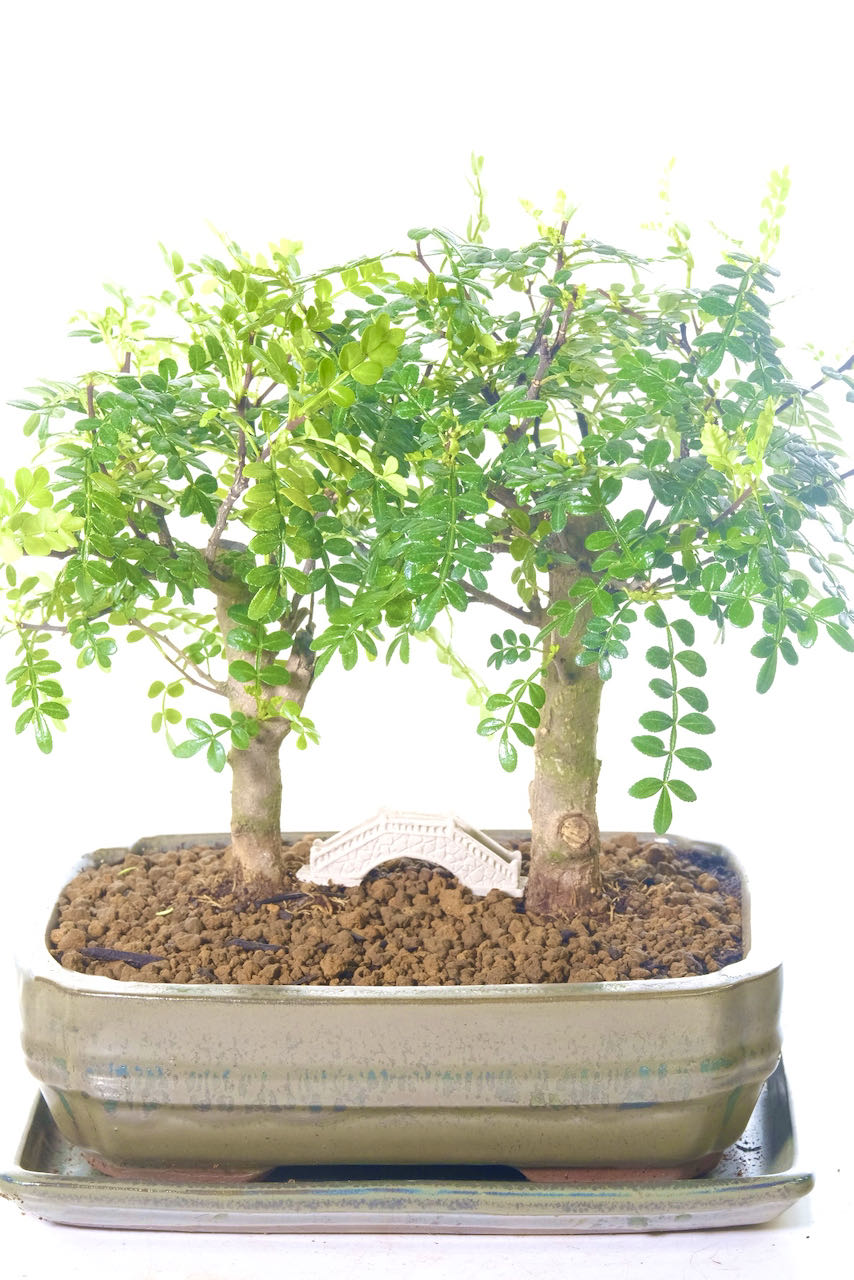 Zesty Pepper Bonsai Tree with Fresh Foliage & Bridge of Unity