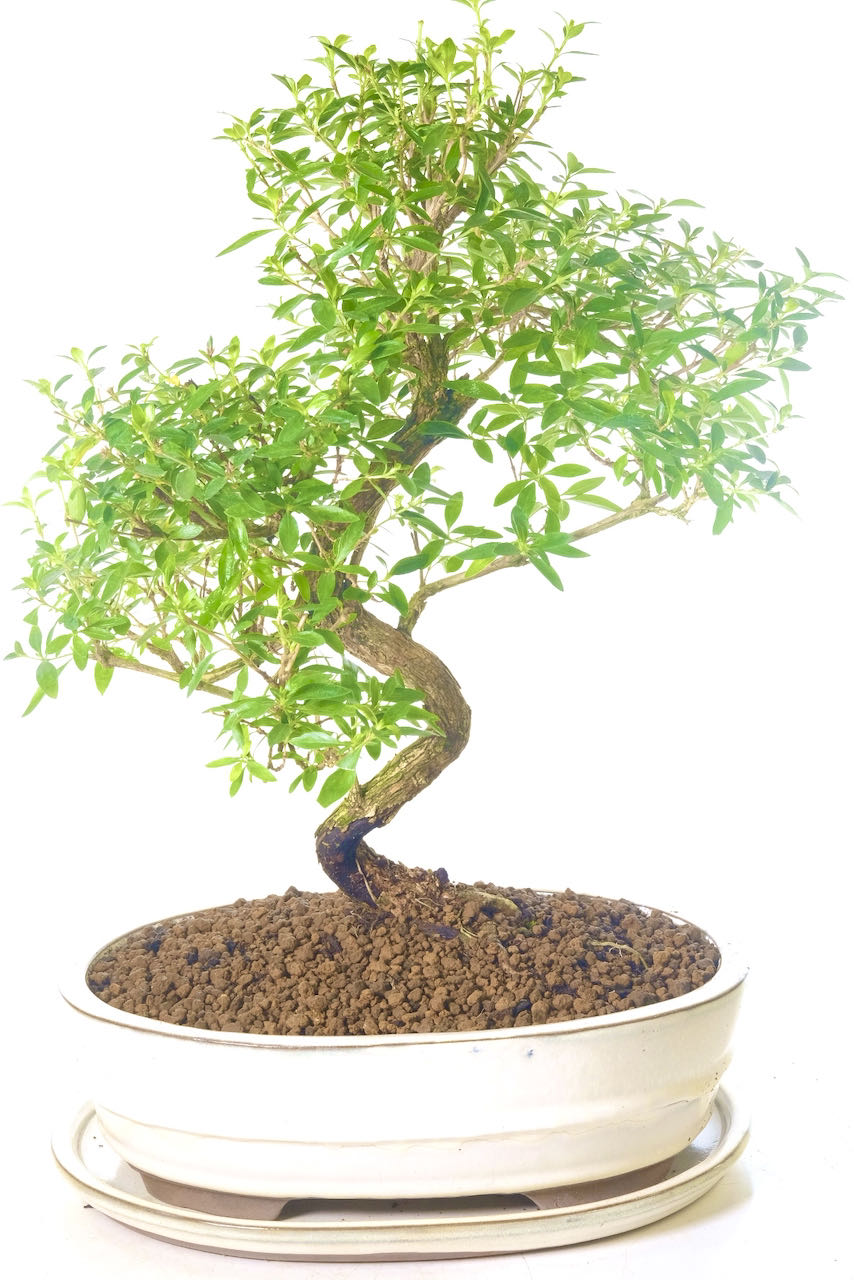 Bonsai for Sale - Tree of Thousand Stars Bonsai in Cream Pot | UK