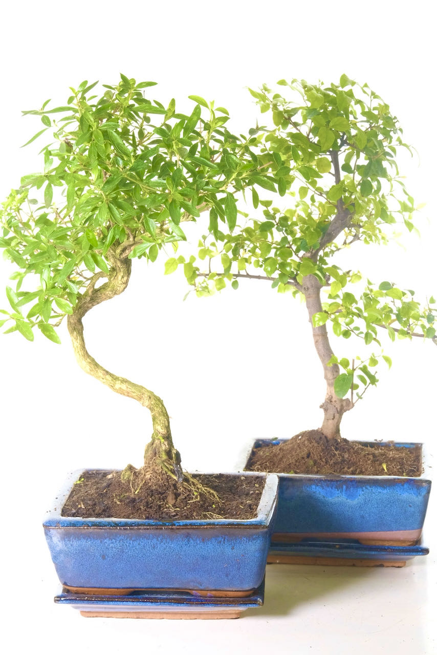 Fruiting and Flowering Pair of Small Bonsai Trees for Sale in UK