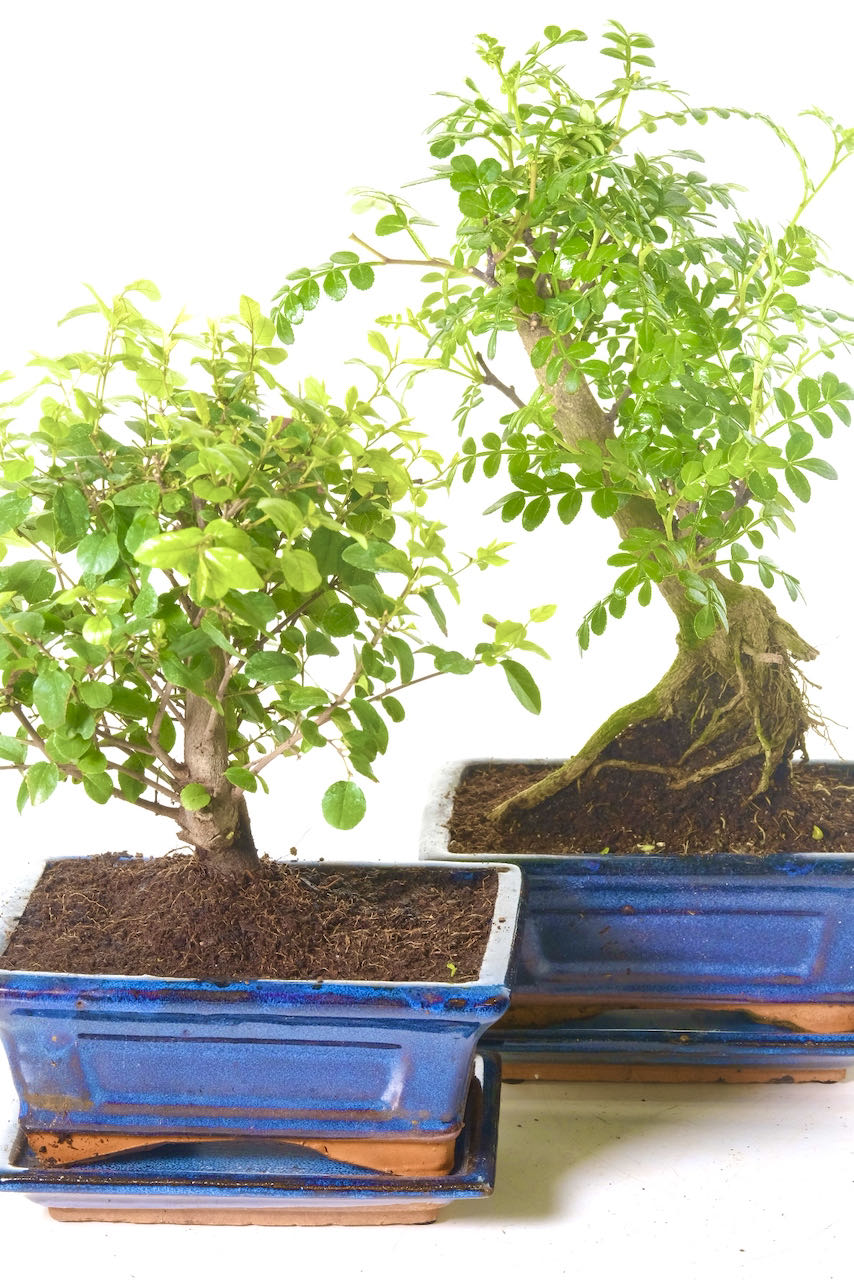 Bonsai for Sale - Miniature Fragrant & Fruiting Bonsai Trees UK