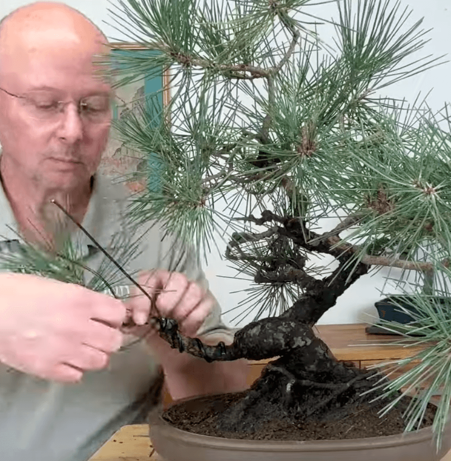 Bonsai Tree Video - Japanese Black Pine Styling & Wiring
