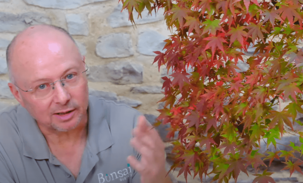 100 Year Old Bonsai - Japanese Red Maple Bonsai | Expert Care