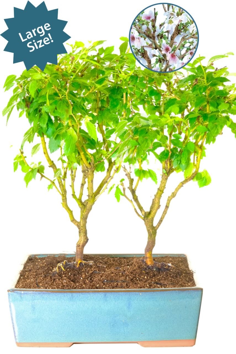 Large Flowering Twin Cherry Blossom Bonsai Tree in Azure Pot