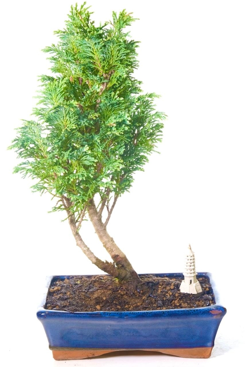 Our Range of Outdoor Bonsai Trees for Sale from Bonsai Direct