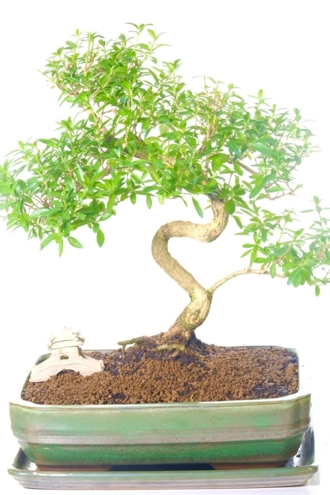 Tree of a Thousand Stars Bonsai - Perfect Eco Friendly Gift
