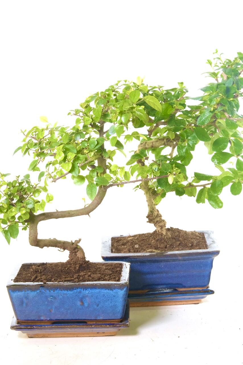 Bonsai for Sale - Pretty Flowering & Fruiting Bonsai Trees UK