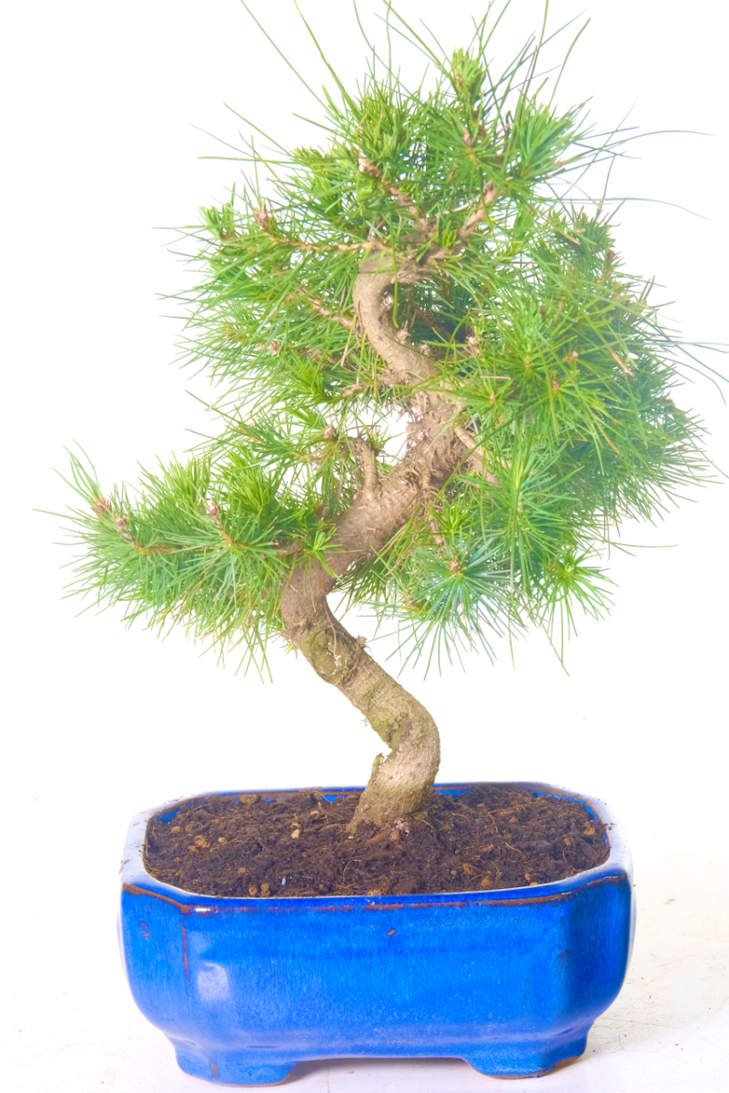 Our Range of Outdoor Bonsai Trees for Sale from Bonsai Direct