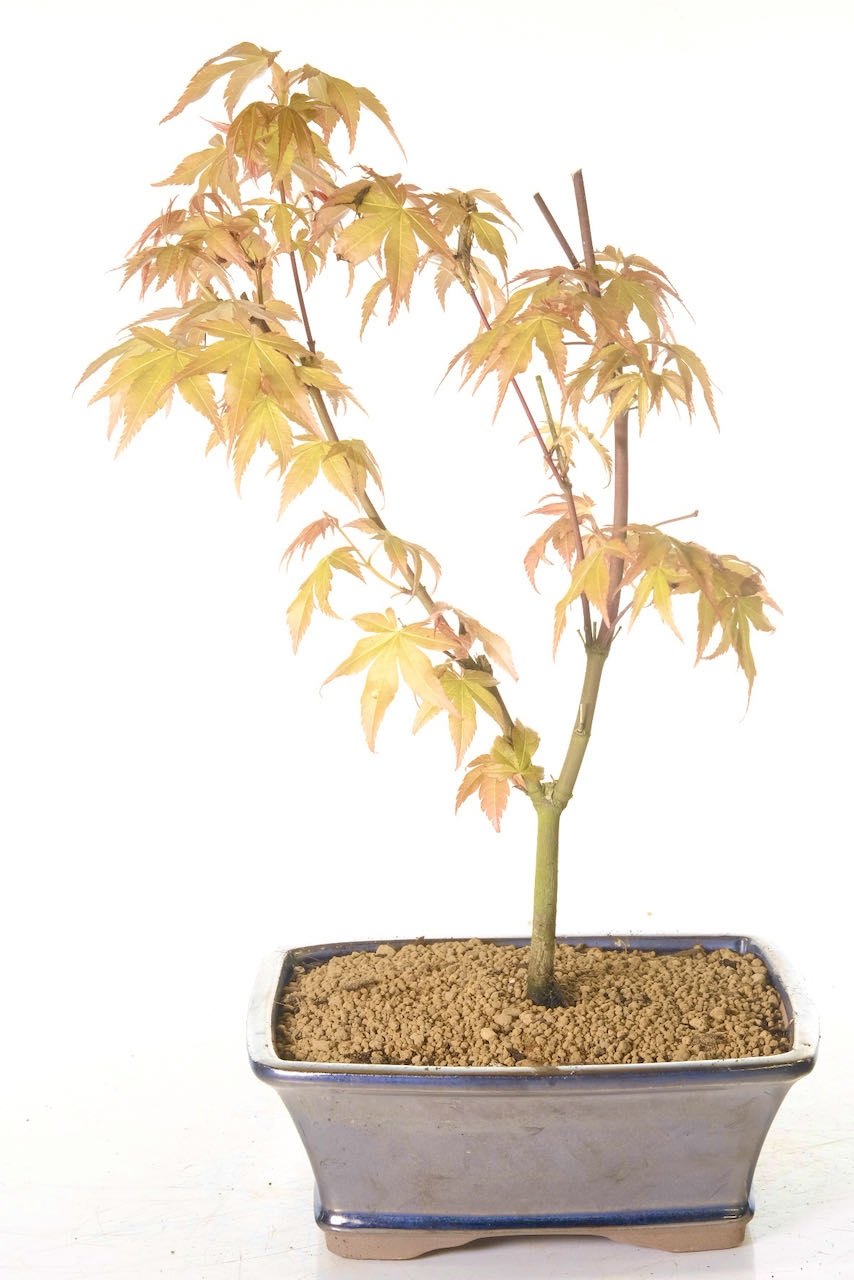 Our Range of Outdoor Bonsai Trees for Sale from Bonsai Direct