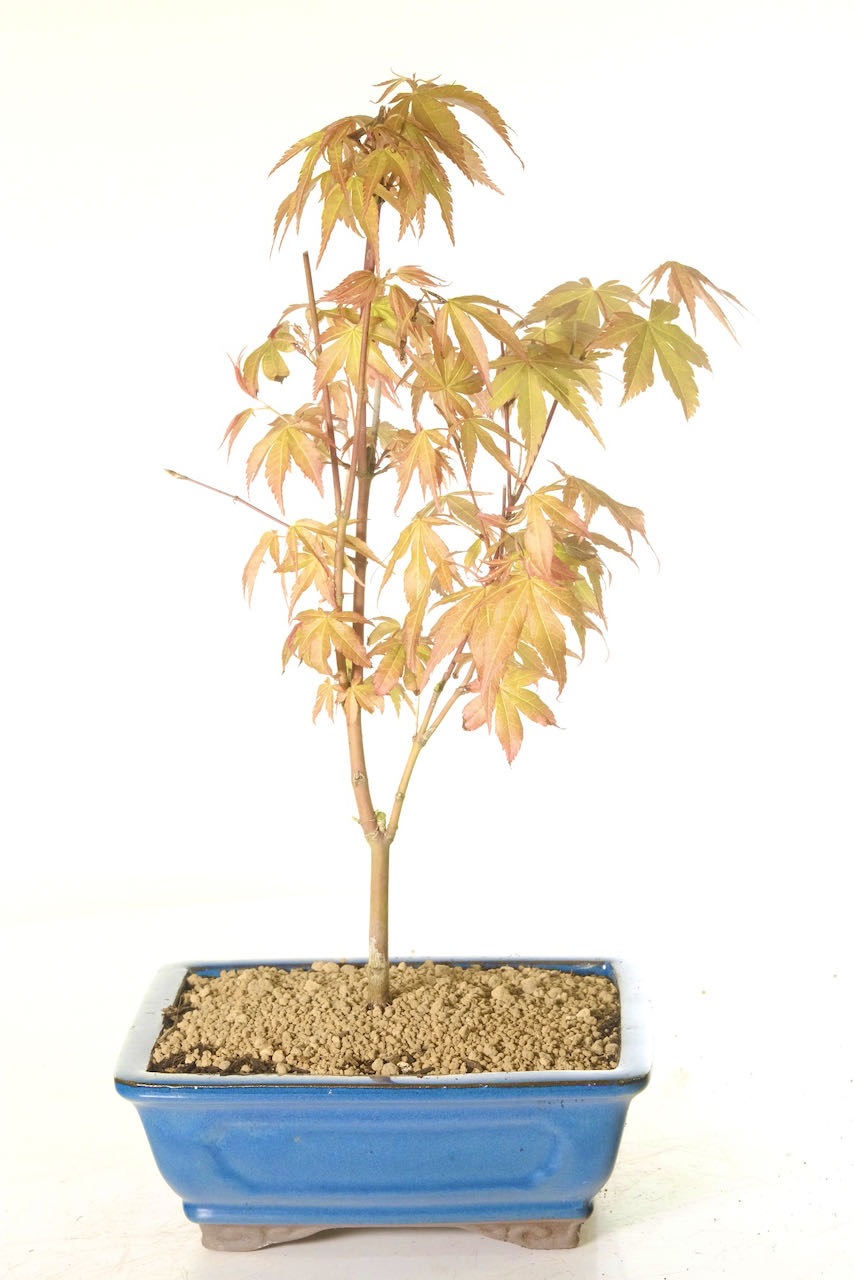 Acer palmatum (Japanese Maple) Outdoor Bonsai for Sale UK